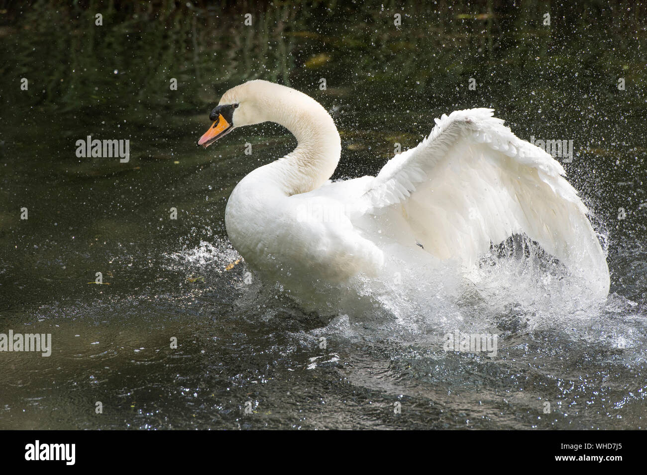 A swan flapping its wings on a Hampshire Canal Stock Photo - Alamy