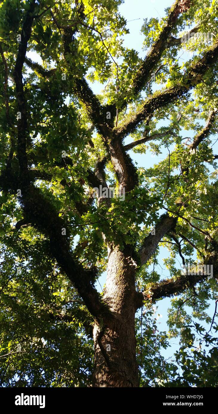 Angle Oak Tree High Resolution Stock Photography and Images - Alamy