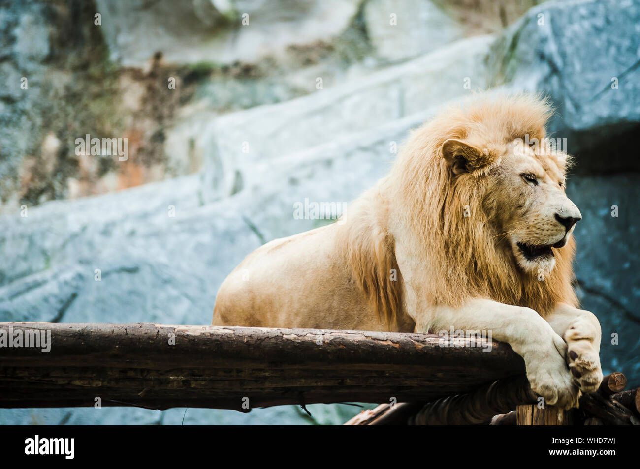 Den wood hi-res stock photography and images - Alamy