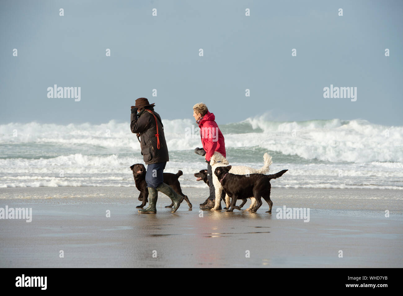 Walking the dogs on a windy beach in Cornwall with a stormy sea Stock ...