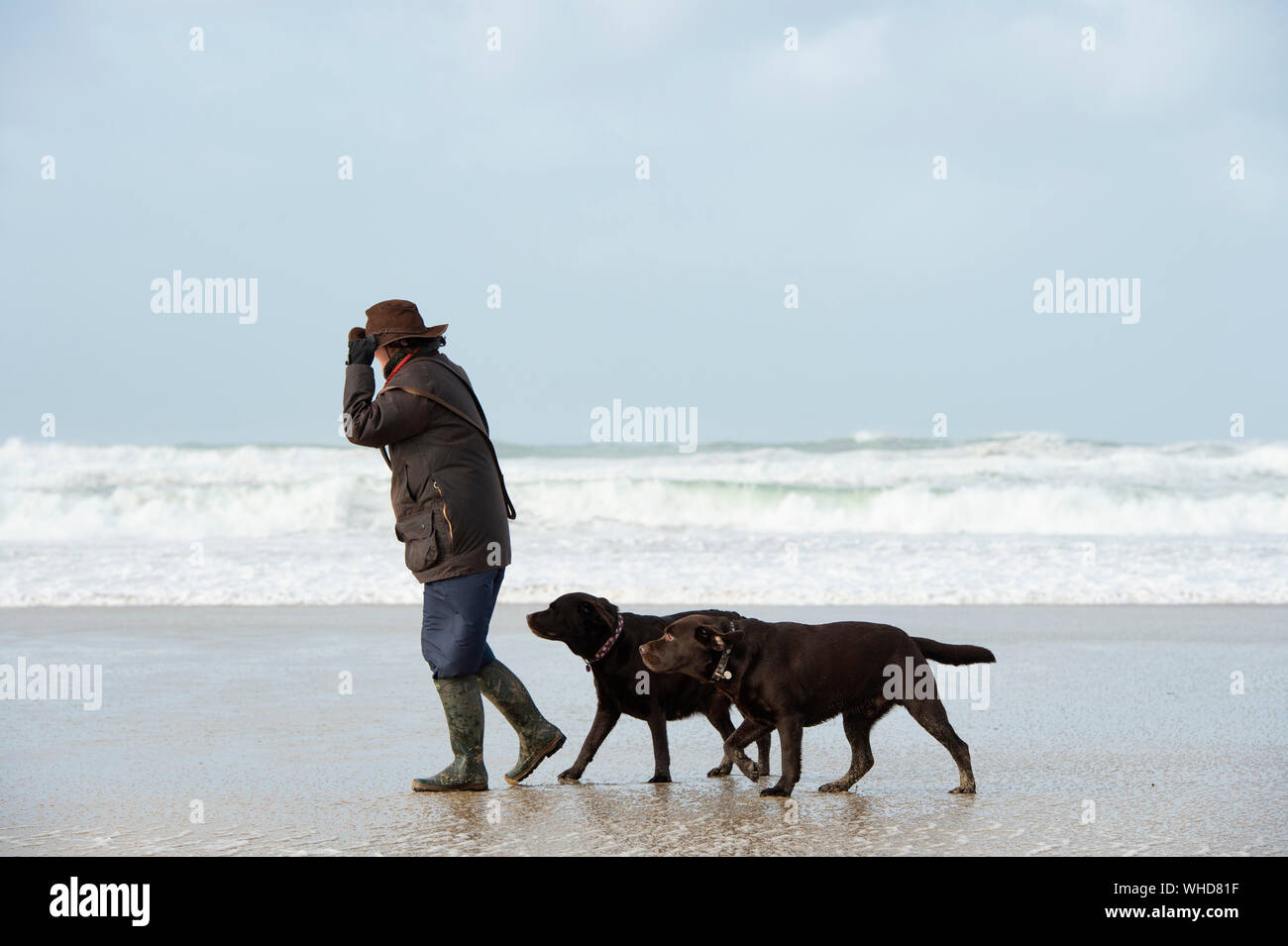 Walking the dogs on a windy beach in Cornwall with a stormy sea Stock ...