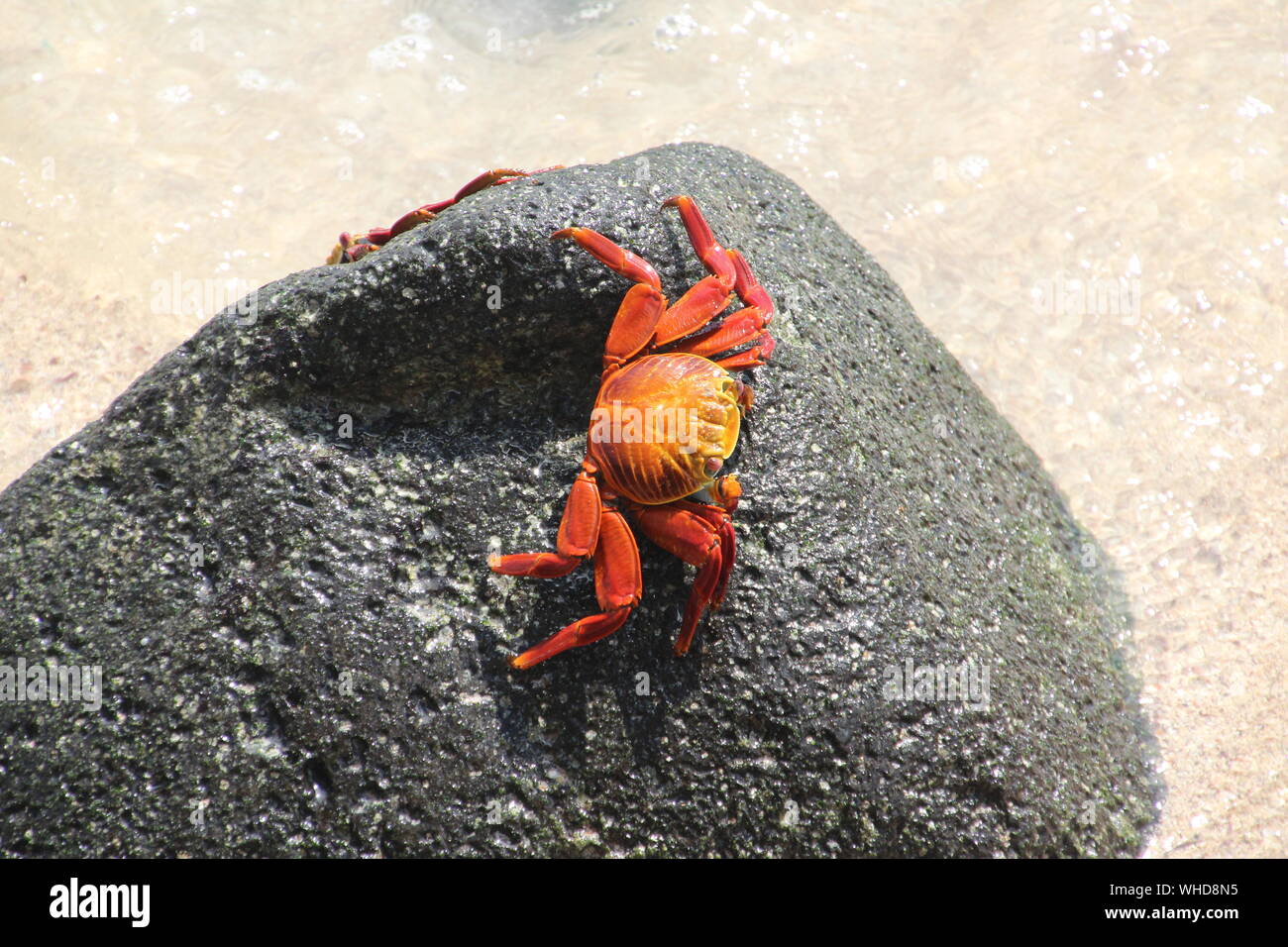 Red crabs beach hi-res stock photography and images - Alamy