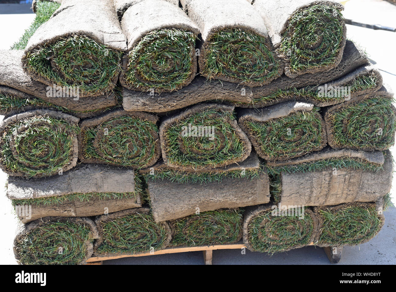 Red fescue grass hi-res stock photography and images - Alamy