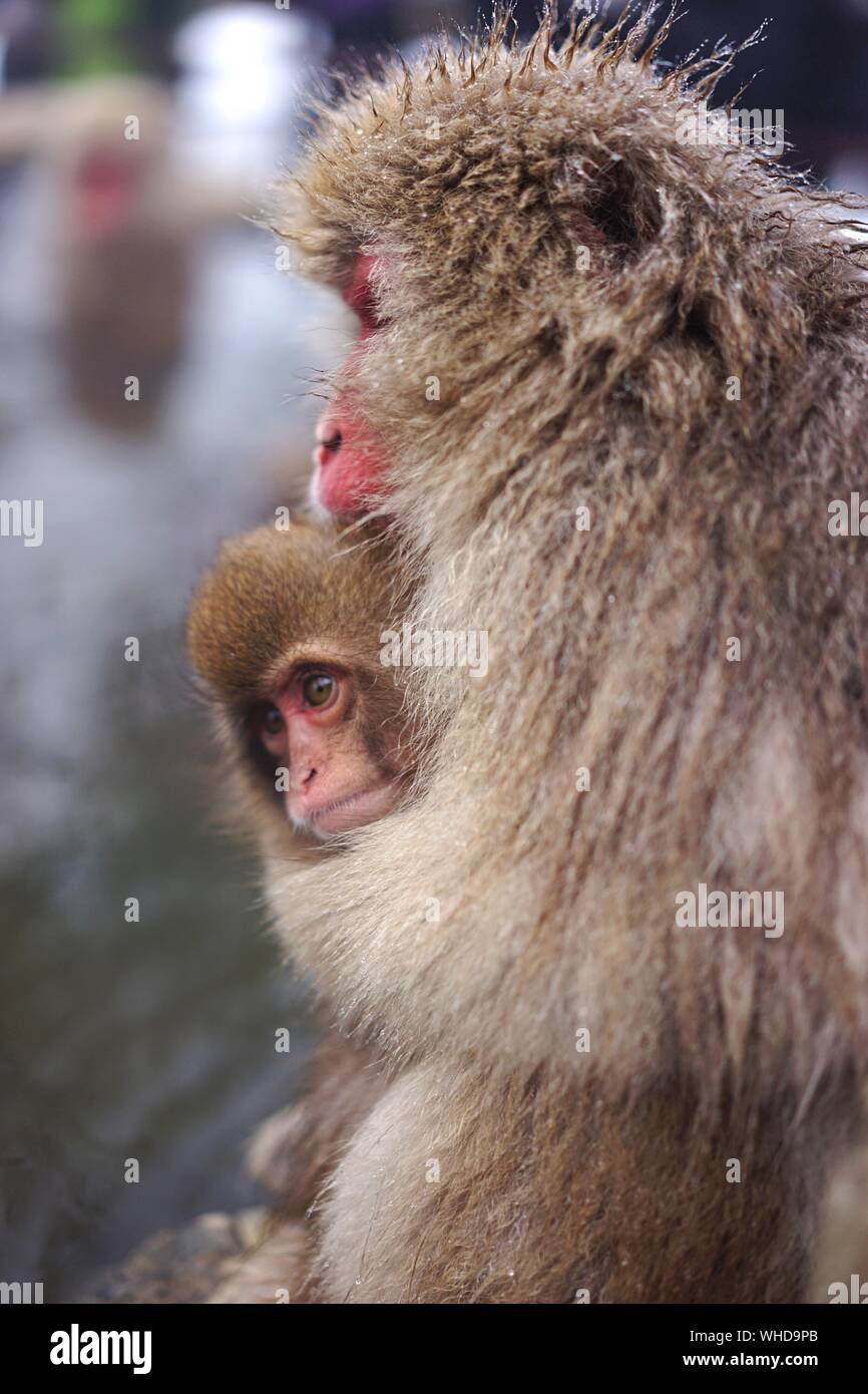 Monkey monkeys monkeys hugging in hi-res stock photography and images ...