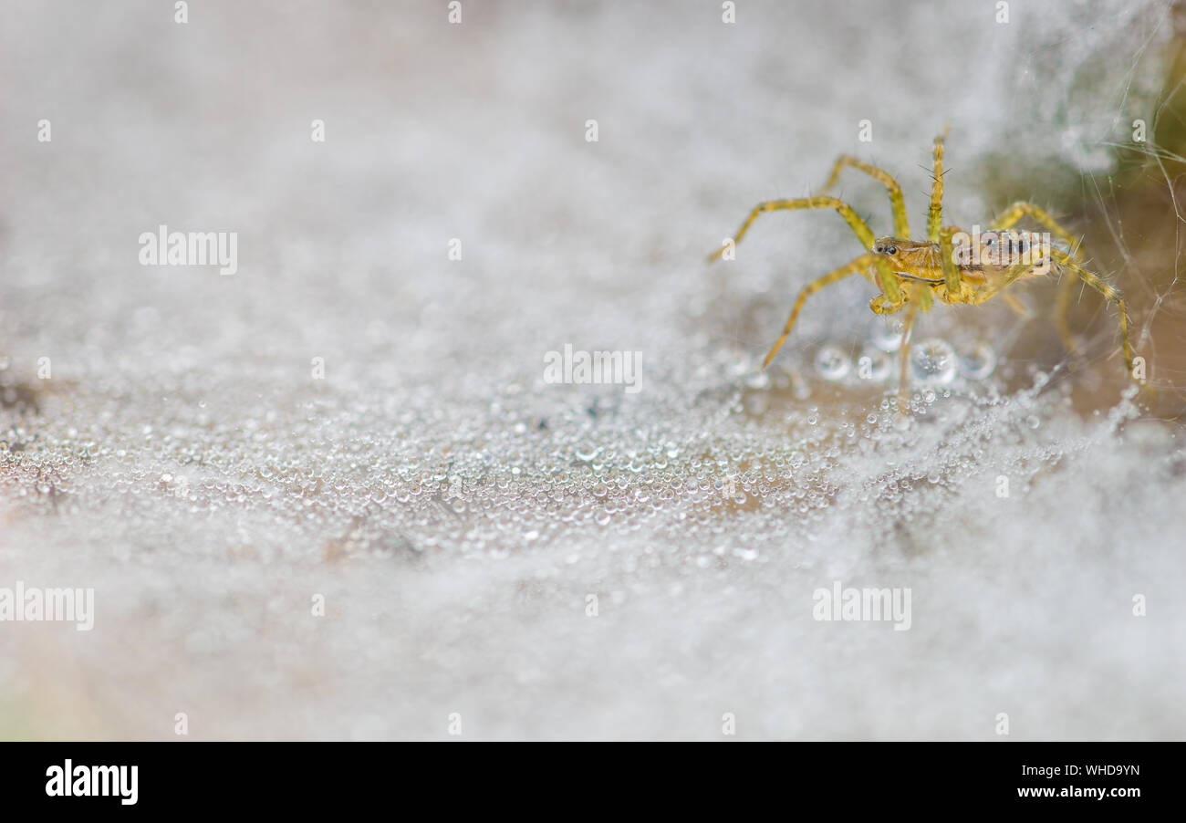 Crouching Spider High Resolution Stock Photography and Images - Alamy