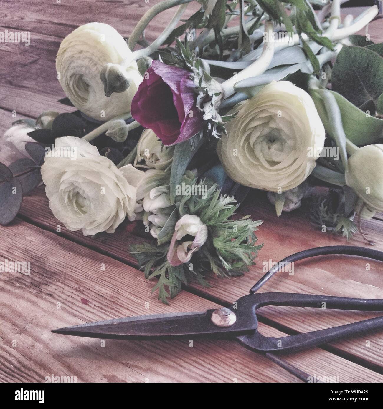 Rose scissors hi-res stock photography and images - Alamy