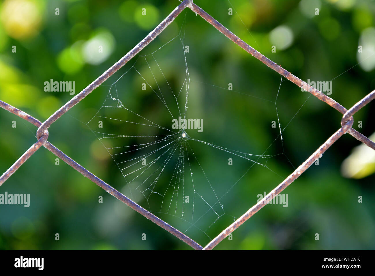 Spider Web On The Fence High Resolution Stock Photography and Images ...