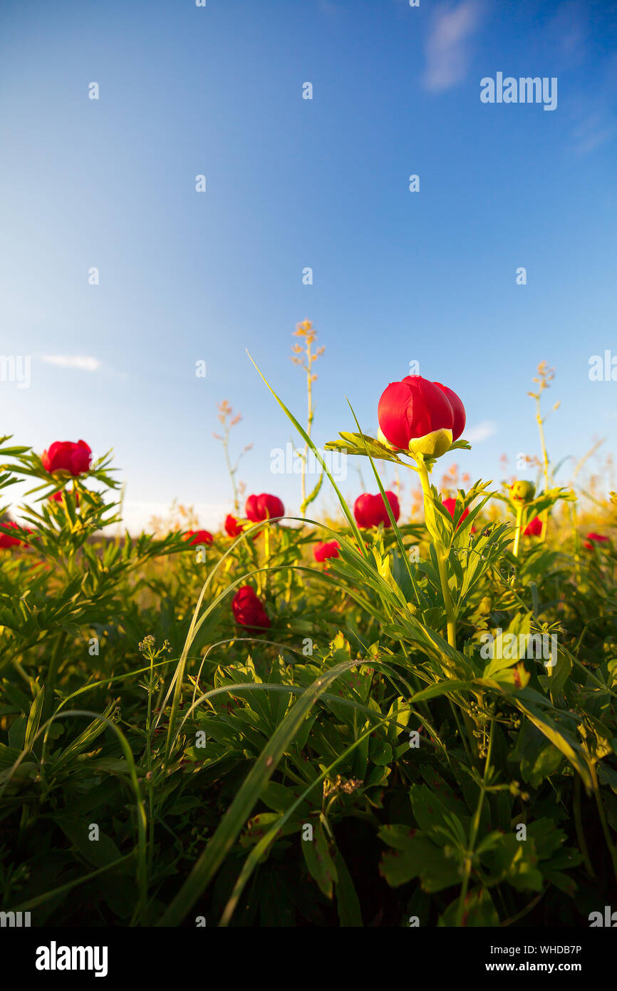 Wild peonies hi-res stock photography and images - Alamy