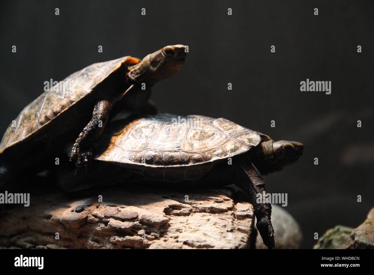 Turtle mating High Resolution Stock Photography and Images - Alamy