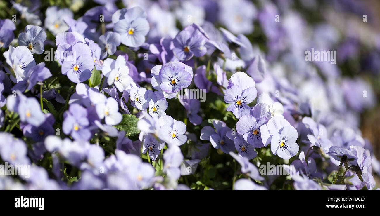 Violets flowers hi-res stock photography and images - Alamy