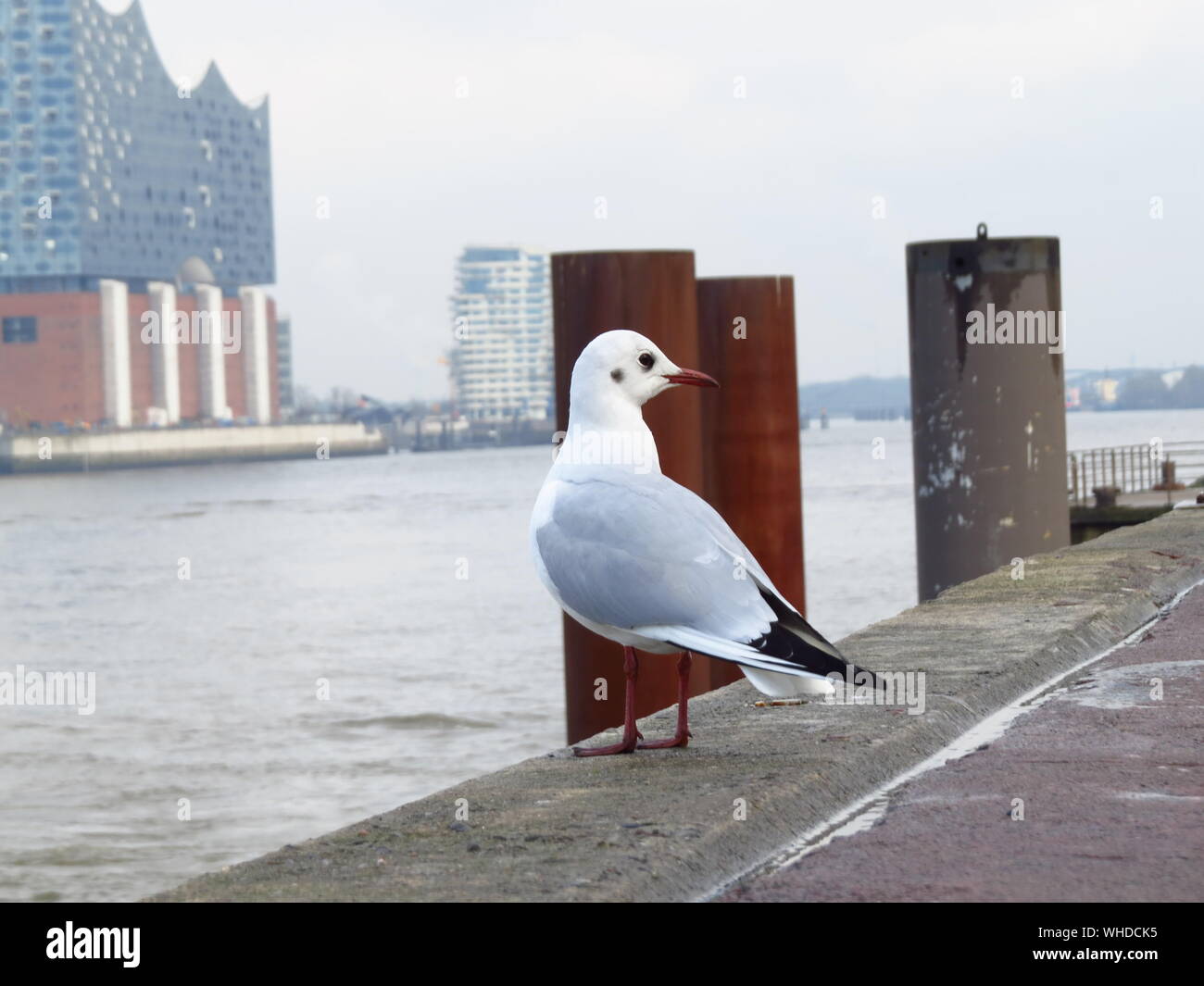 Rear of seagull hi-res stock photography and images - Alamy