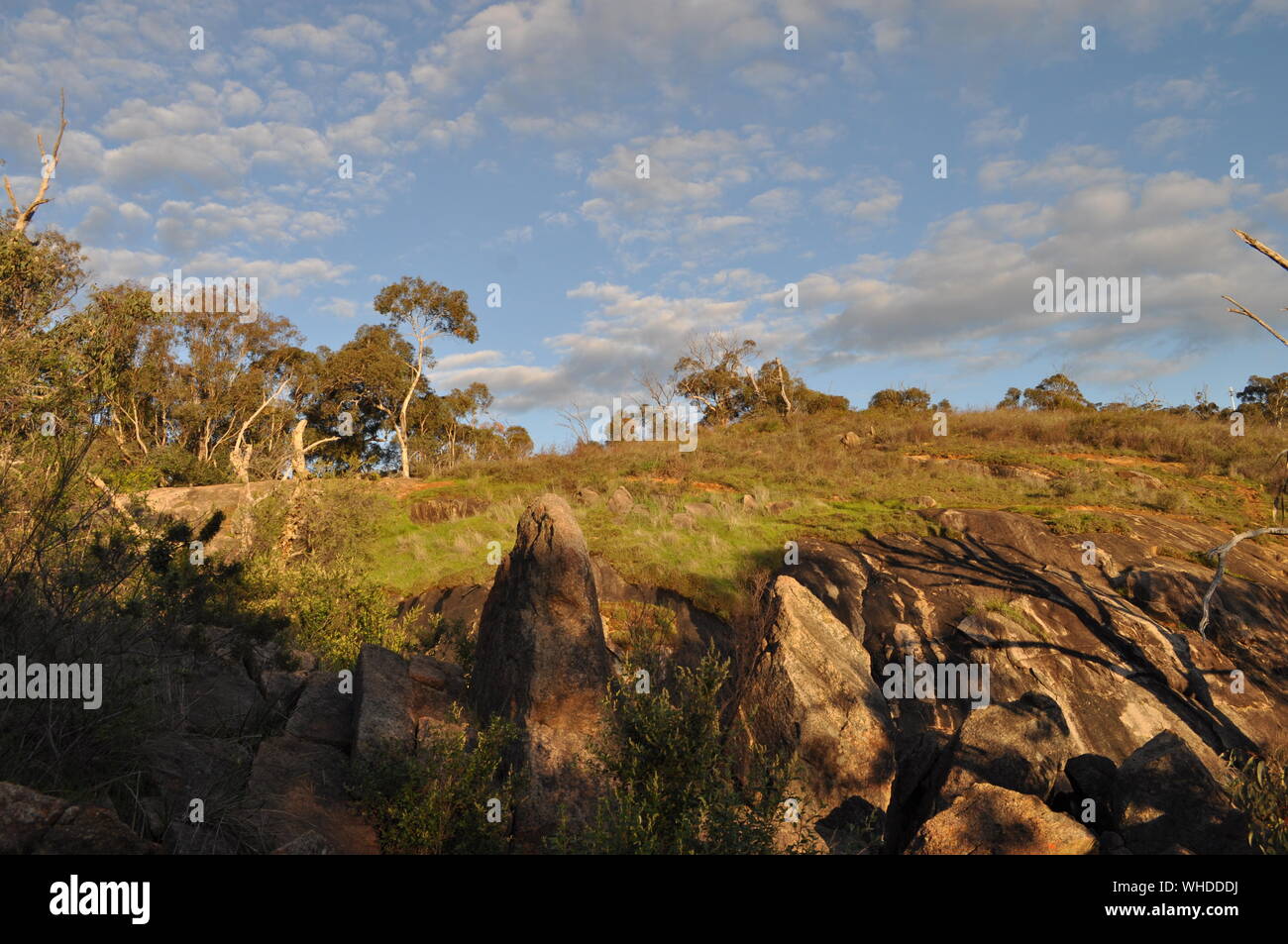 Eucalyptus trees, forest and bushland in late evening. Whistlepipe ...