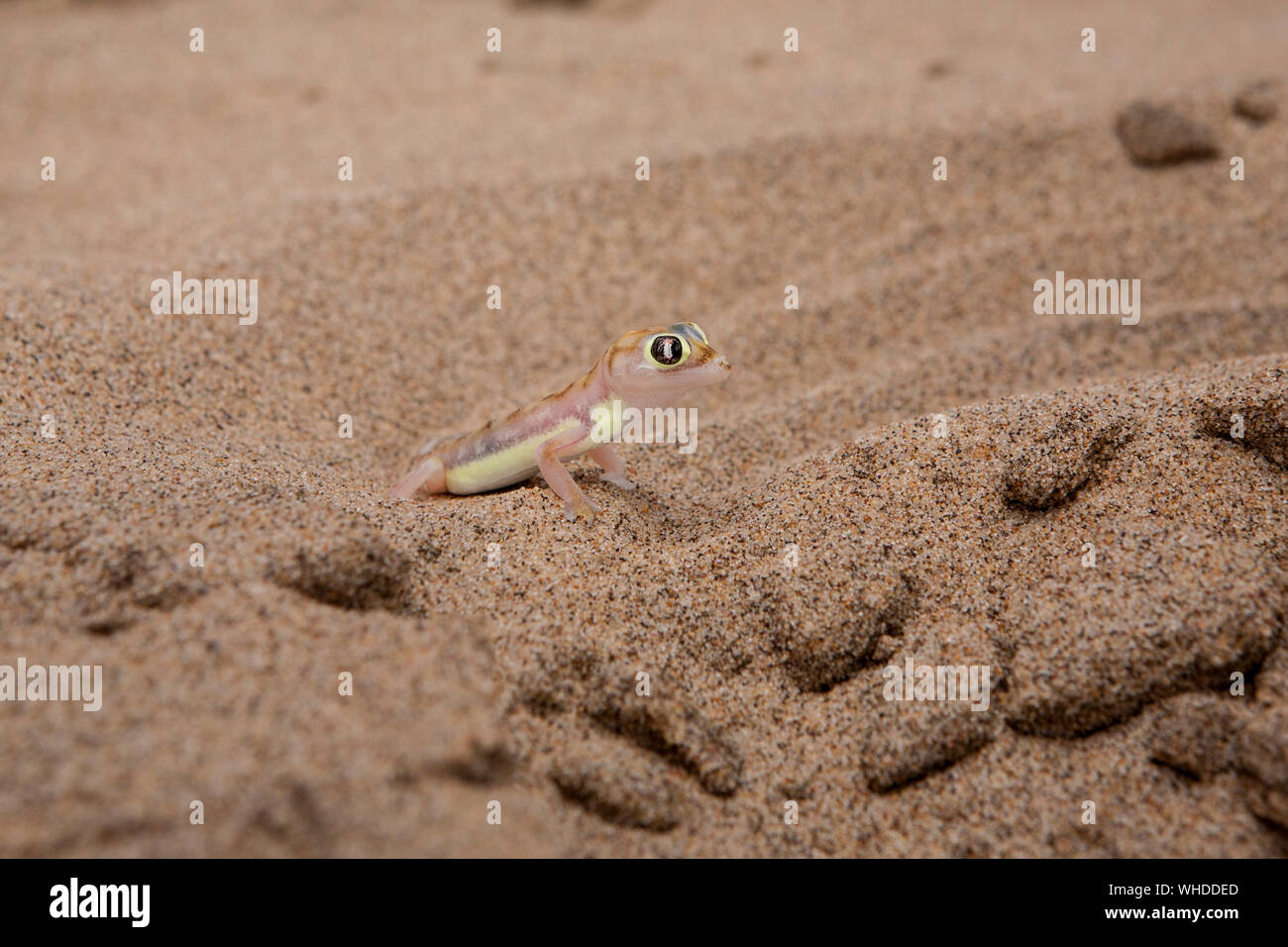 Namib sand gecko hi-res stock photography and images - Alamy