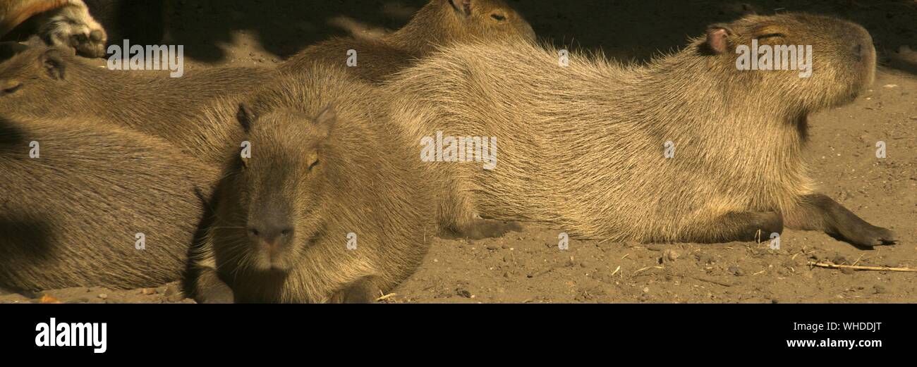 Zoo capybara hi-res stock photography and images - Alamy