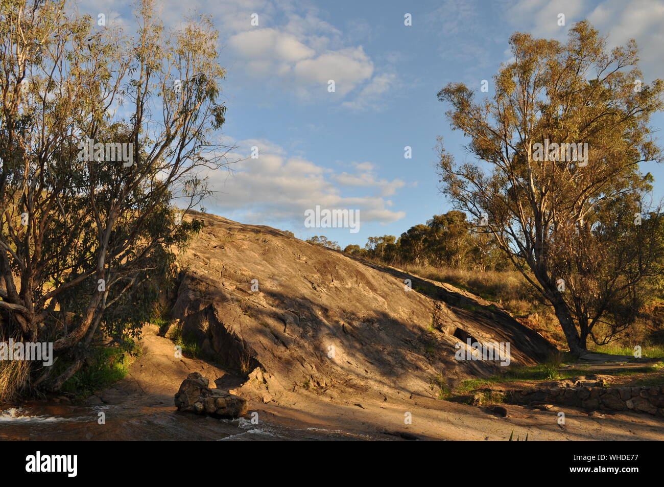Eucalyptus trees, forest and bushland in late evening. Whistlepipe ...