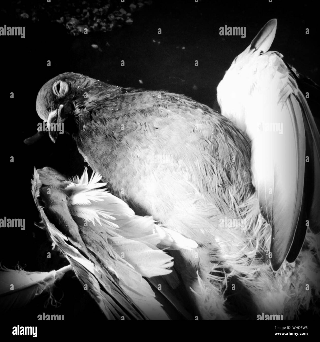 Dead pigeon hi-res stock photography and images - Alamy