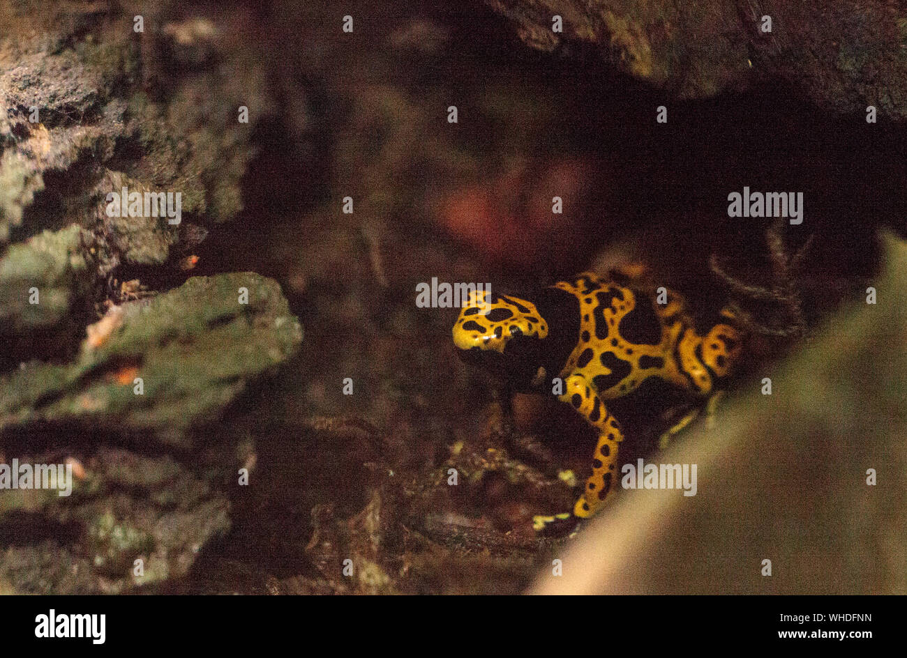 Frog angle hi-res stock photography and images - Alamy