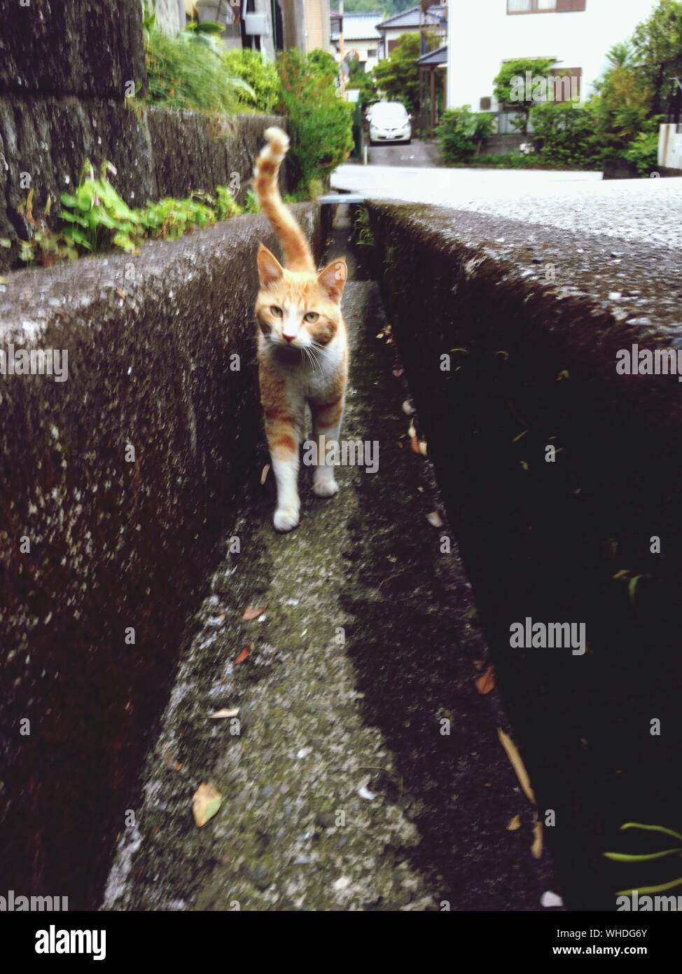 Cat in gutter hi-res stock photography and images - Alamy