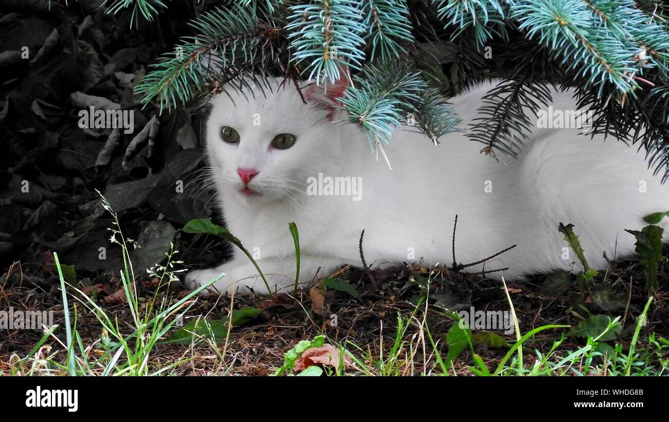 Cat Hiding Behind Tree High Resolution Stock Photography and Images - Alamy