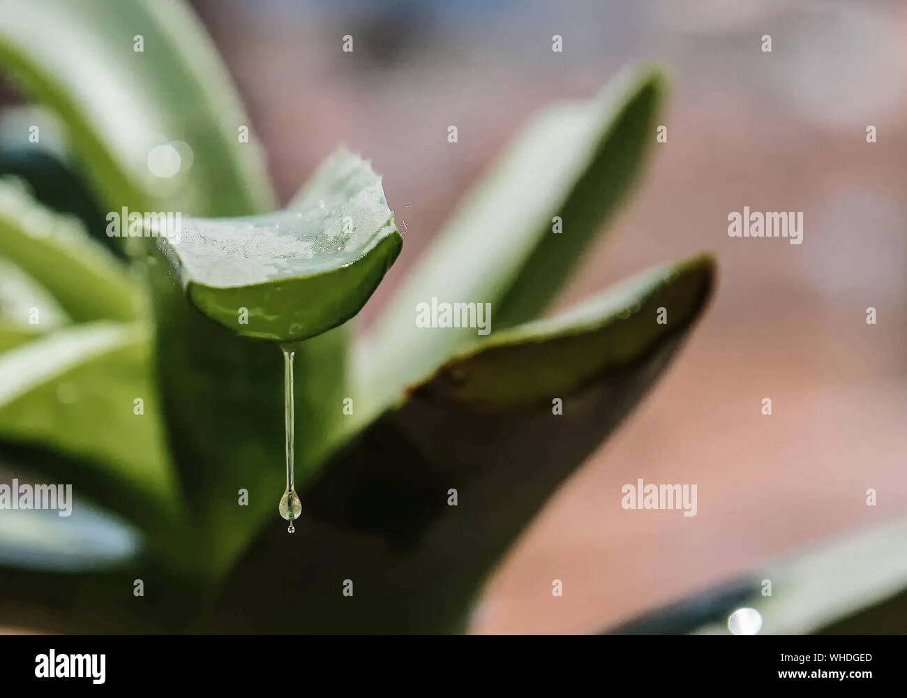 Aloe vera dripping hi-res stock photography and images - Alamy