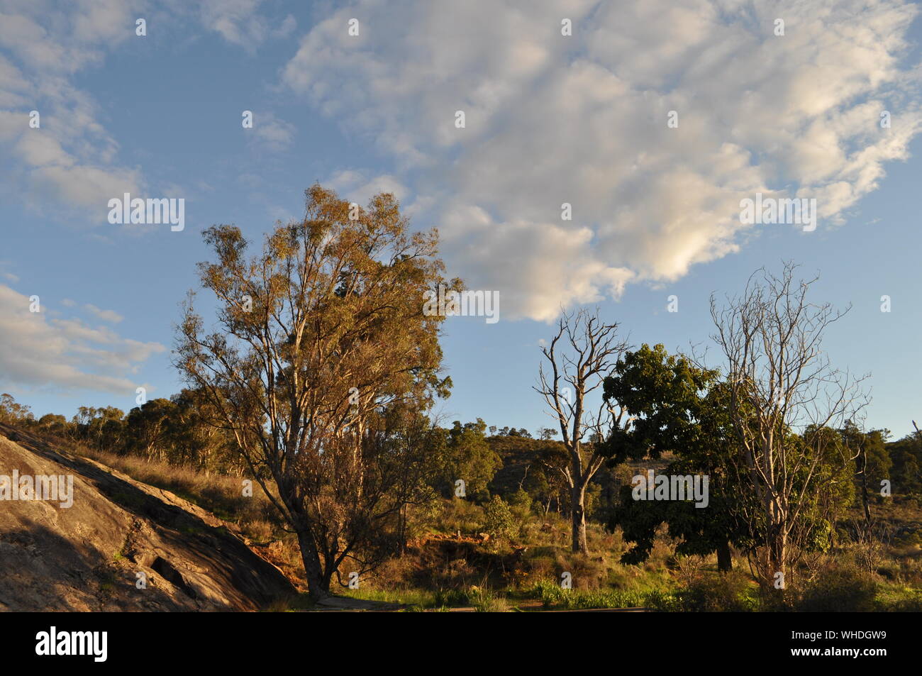 Eucalyptus trees, forest and bushland in late evening. Whistlepipe ...