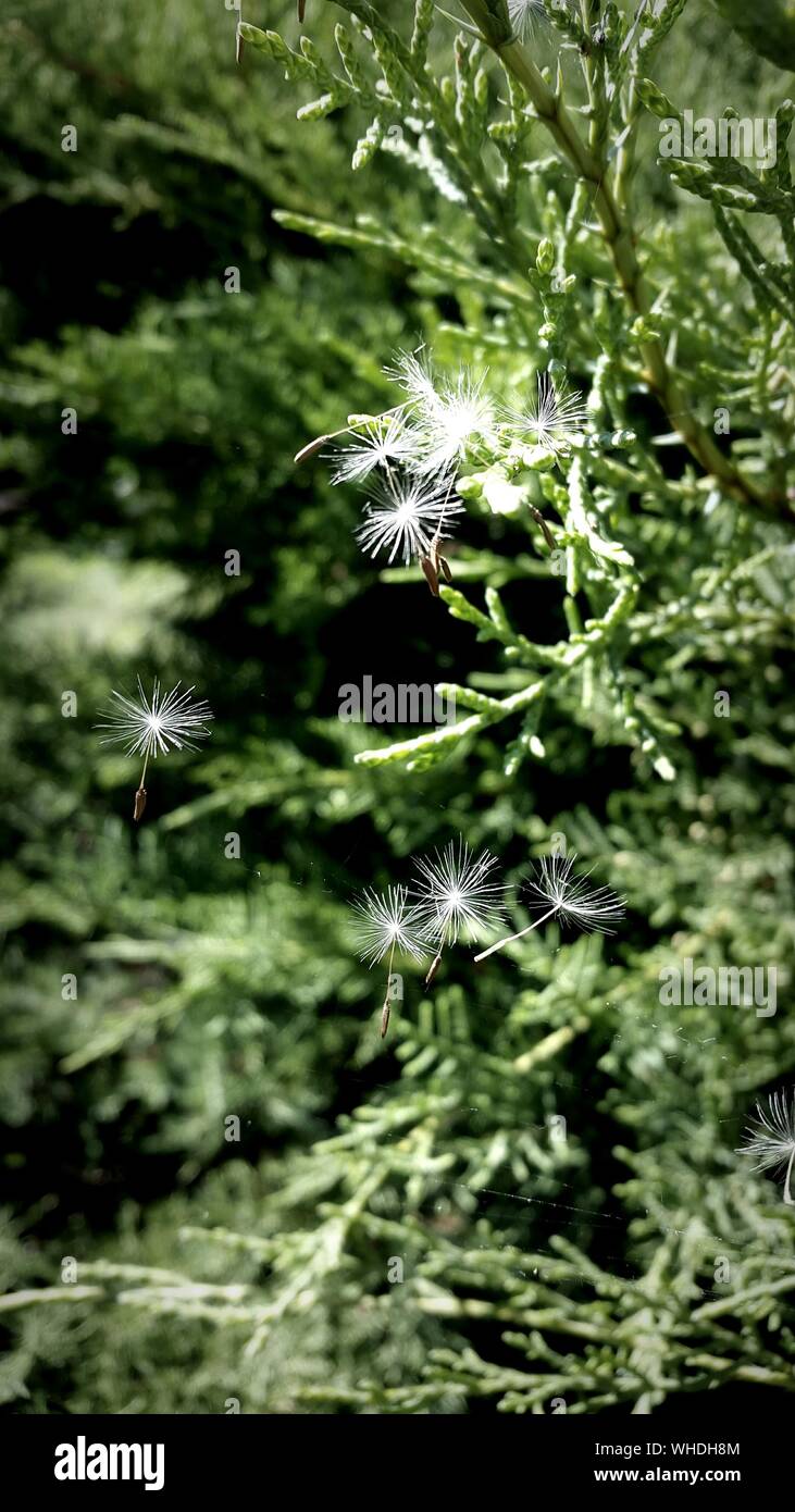 Falling seeds hi-res stock photography and images - Alamy