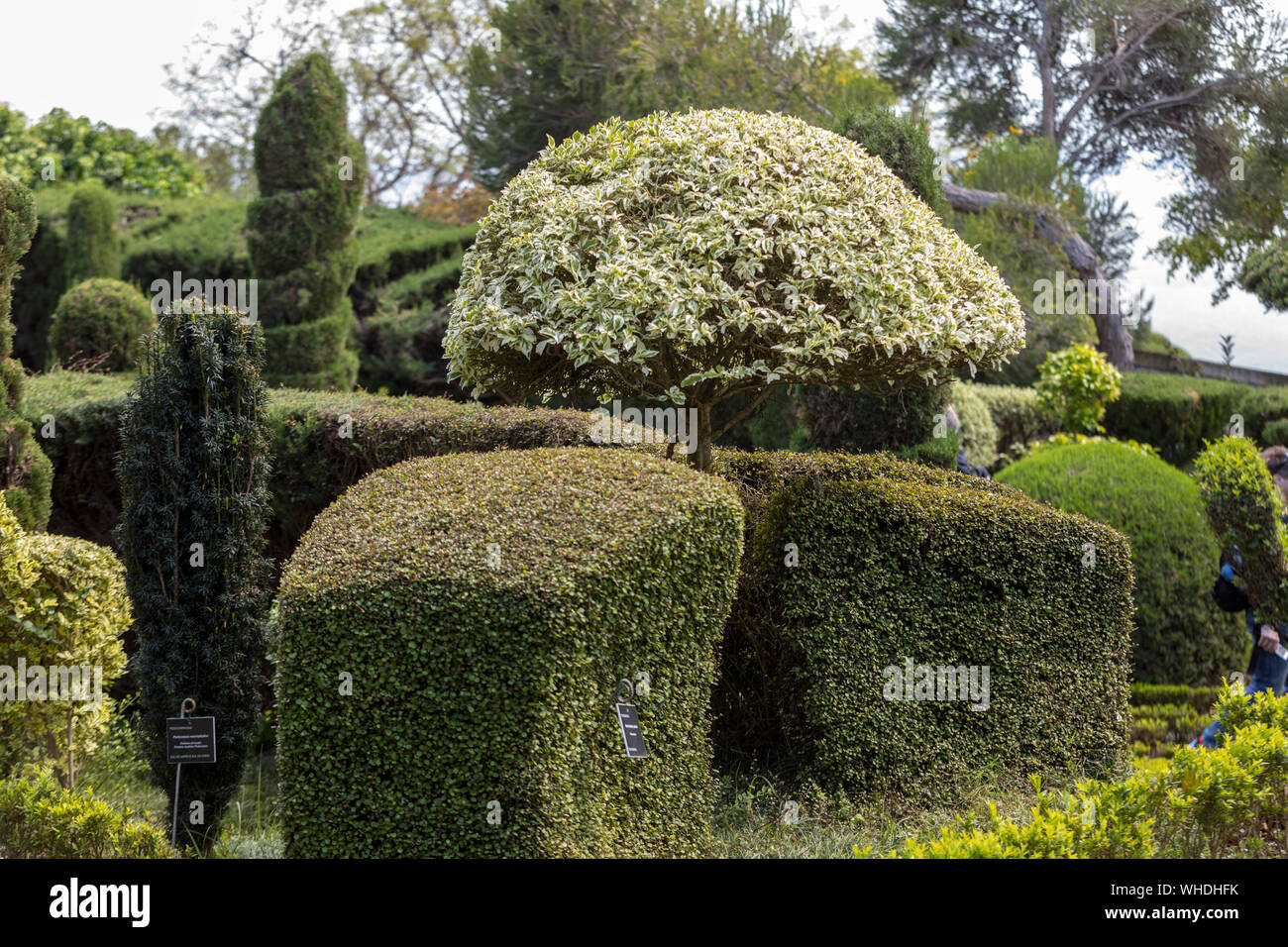 Topiary in Tropical Botanical Garden in Funchal on Madeira island ...