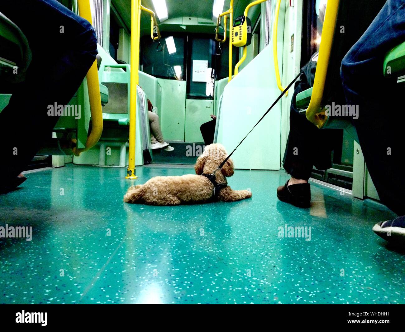 Train the dog hi-res stock photography and images - Alamy