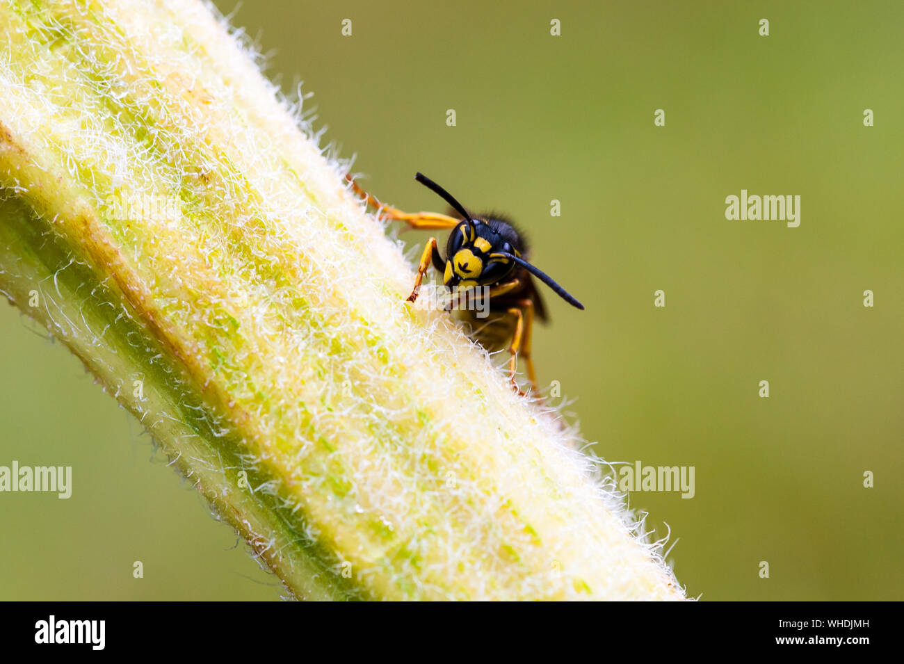 Closeup of yellowjacket on the stem of a sunflower Stock Photo - Alamy