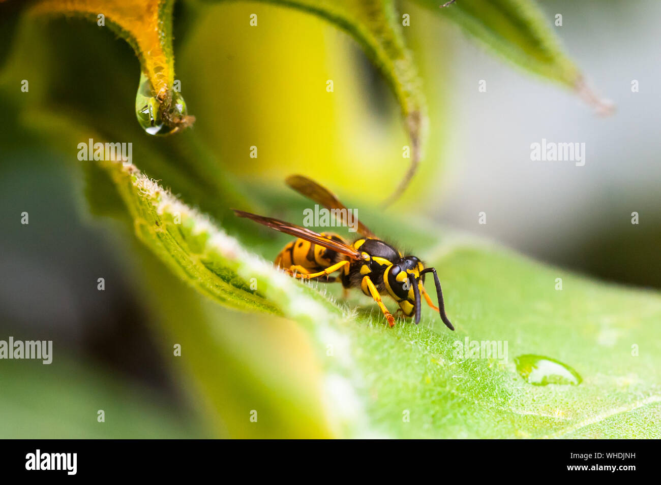 Eastern yellowjacket hi-res stock photography and images - Alamy