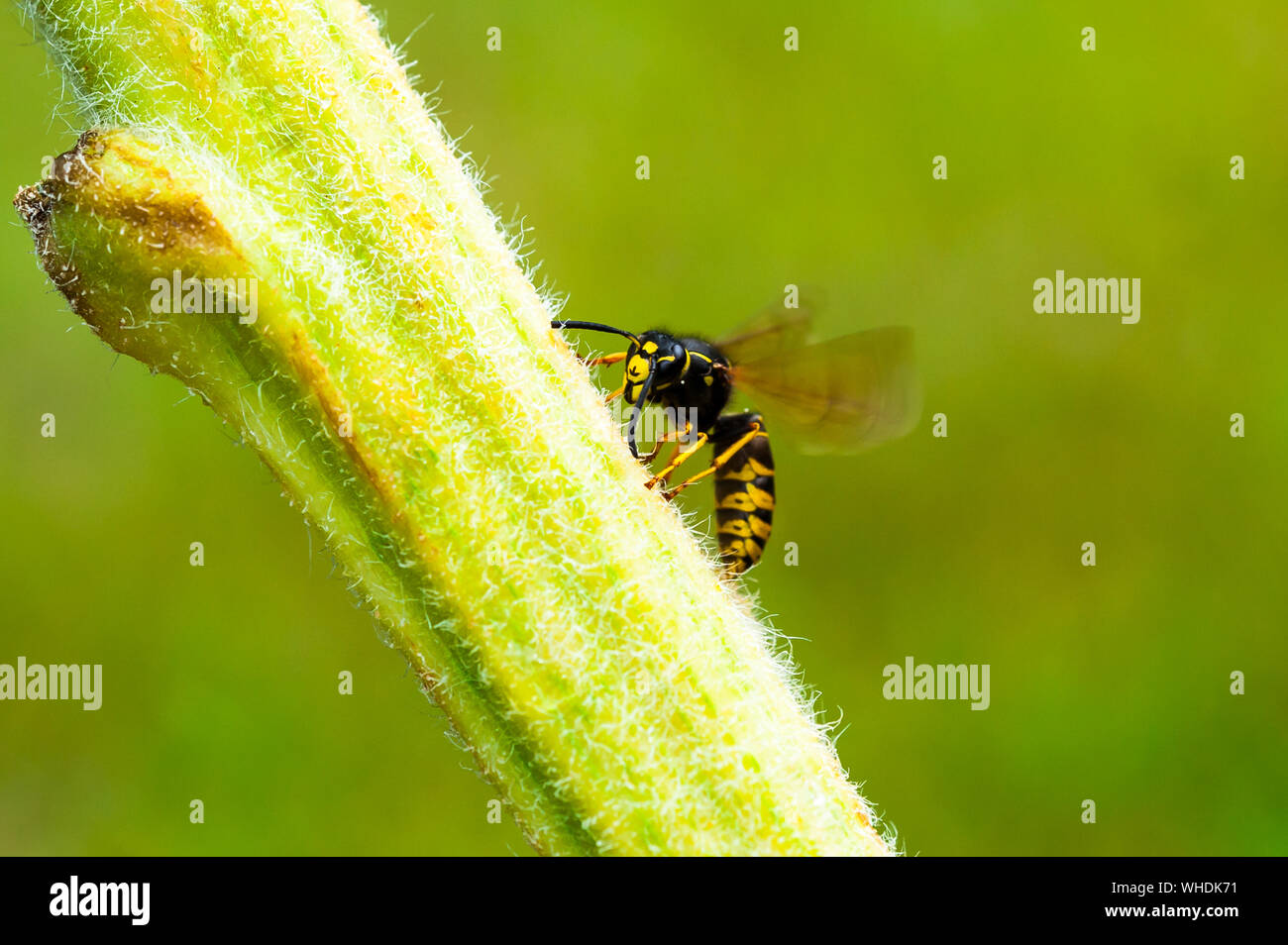 Sifeways hi-res stock photography and images - Alamy