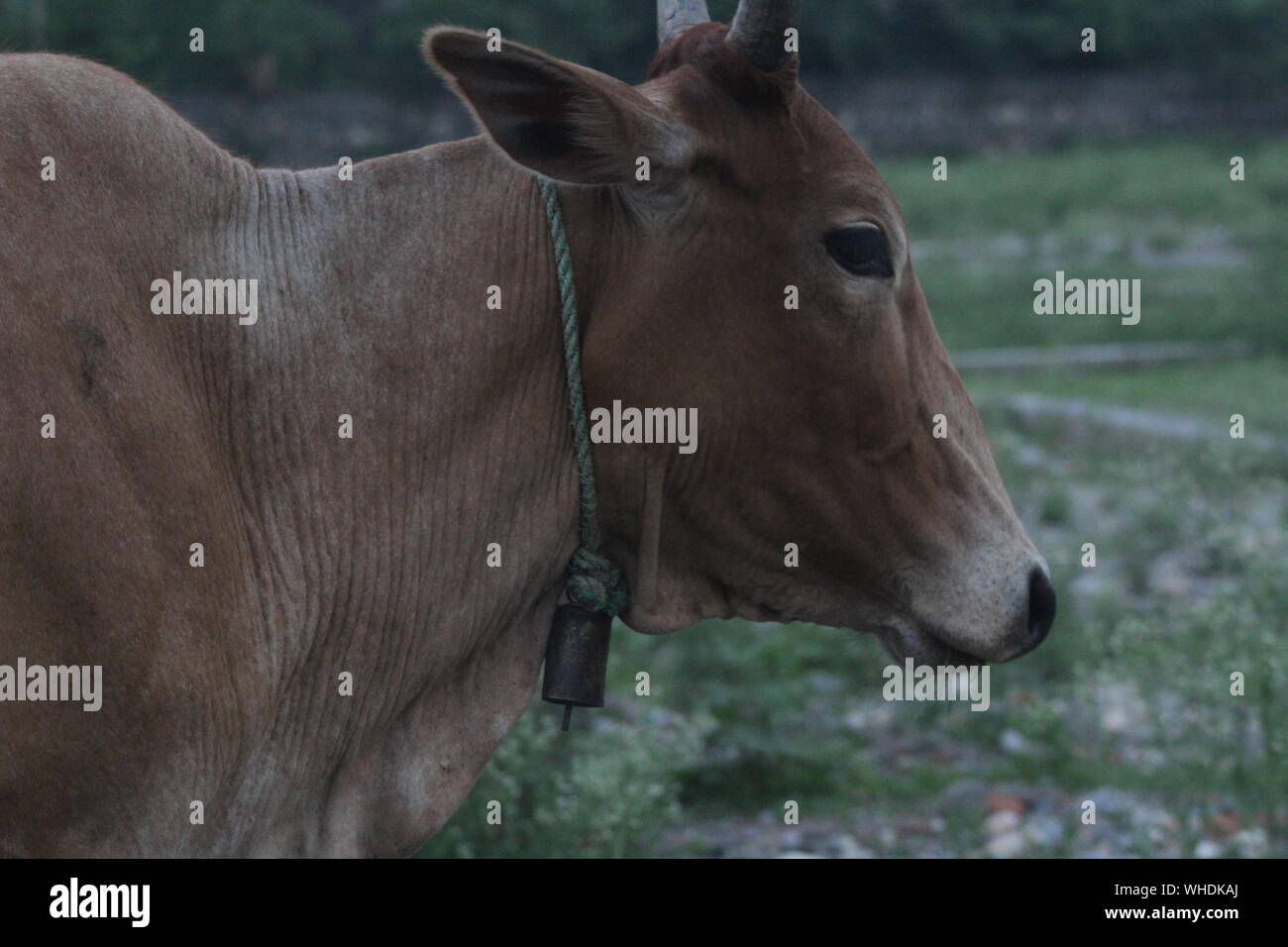 Cow with cow bell hi-res stock photography and images - Alamy