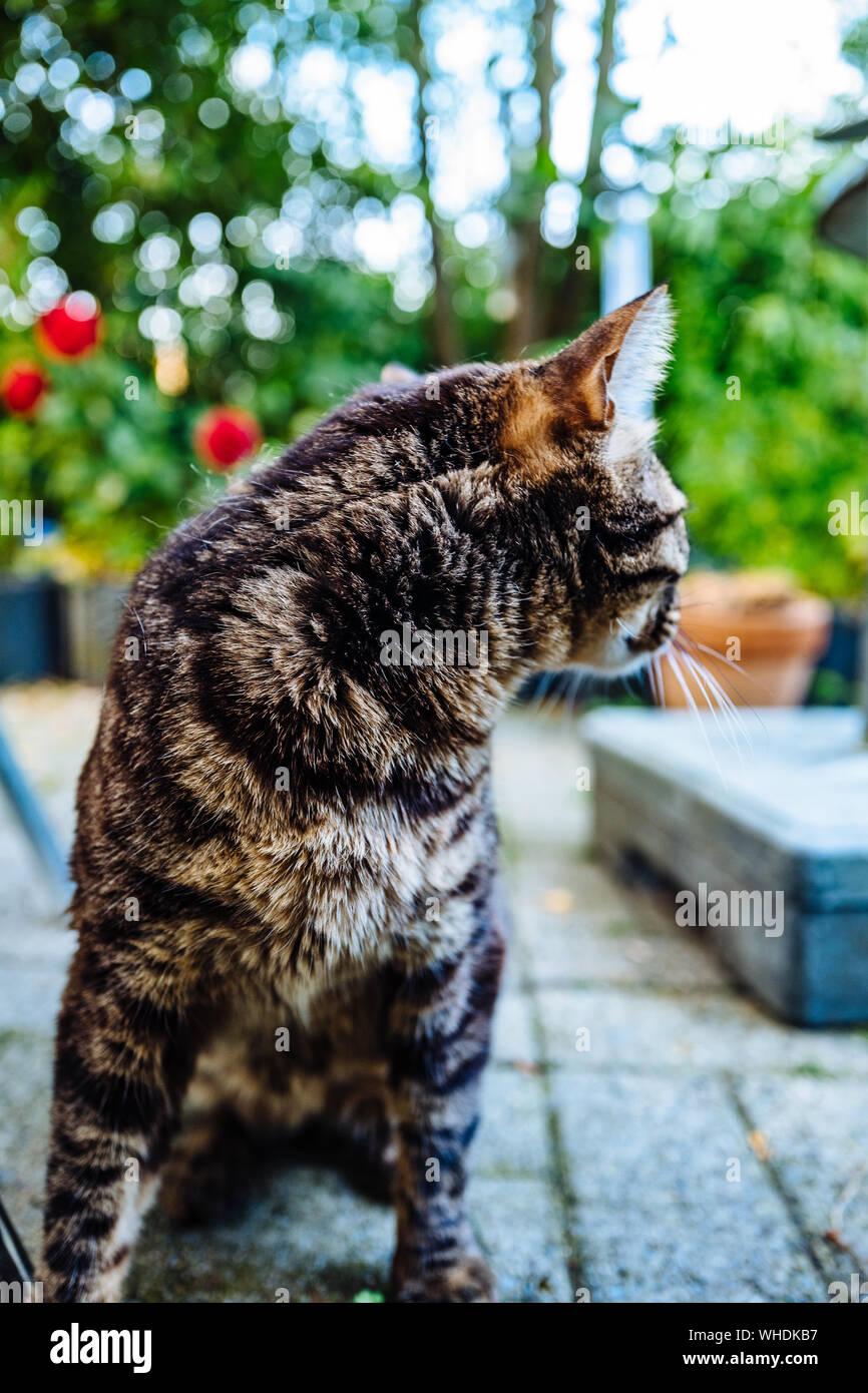 Tabby cat back hi-res stock photography and images - Alamy