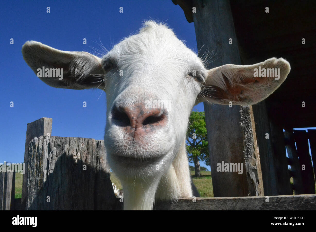 Goat looking up to the sky hi-res stock photography and images - Alamy