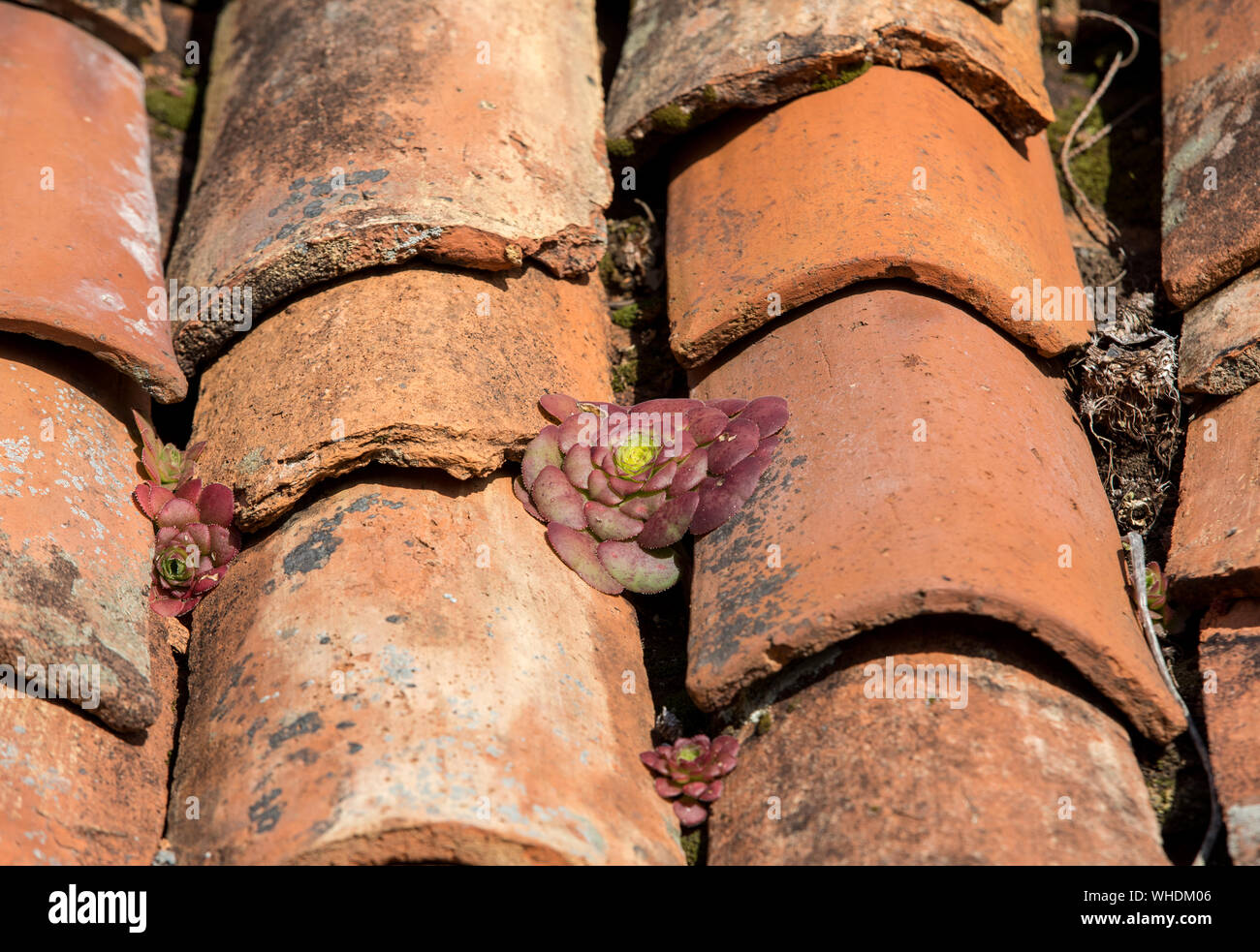 Miniature succulent plants growing on an old roof tile. Madeira ...