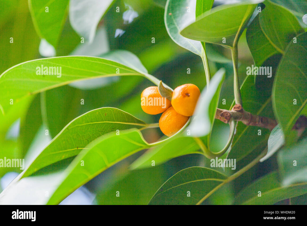 Orange yellow berries hi-res stock photography and images - Alamy