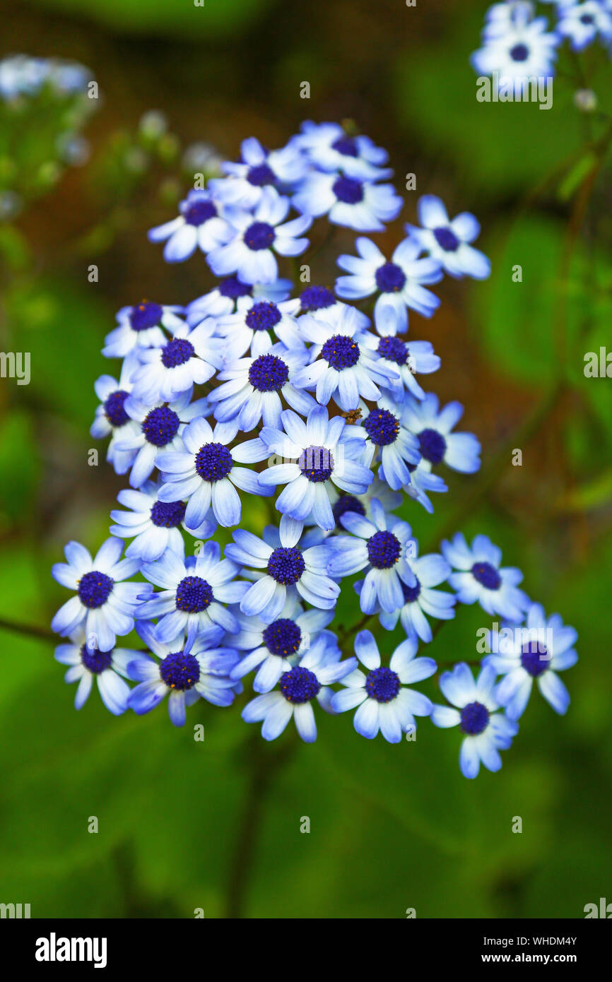 The blue and white flowers of a Cineraria plant, England, UK Stock ...