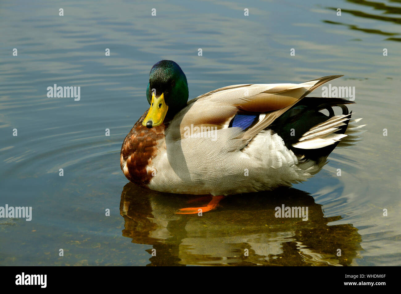 A male Mallard duck Latin name Anas platyrhynchos swimming on a lake ...