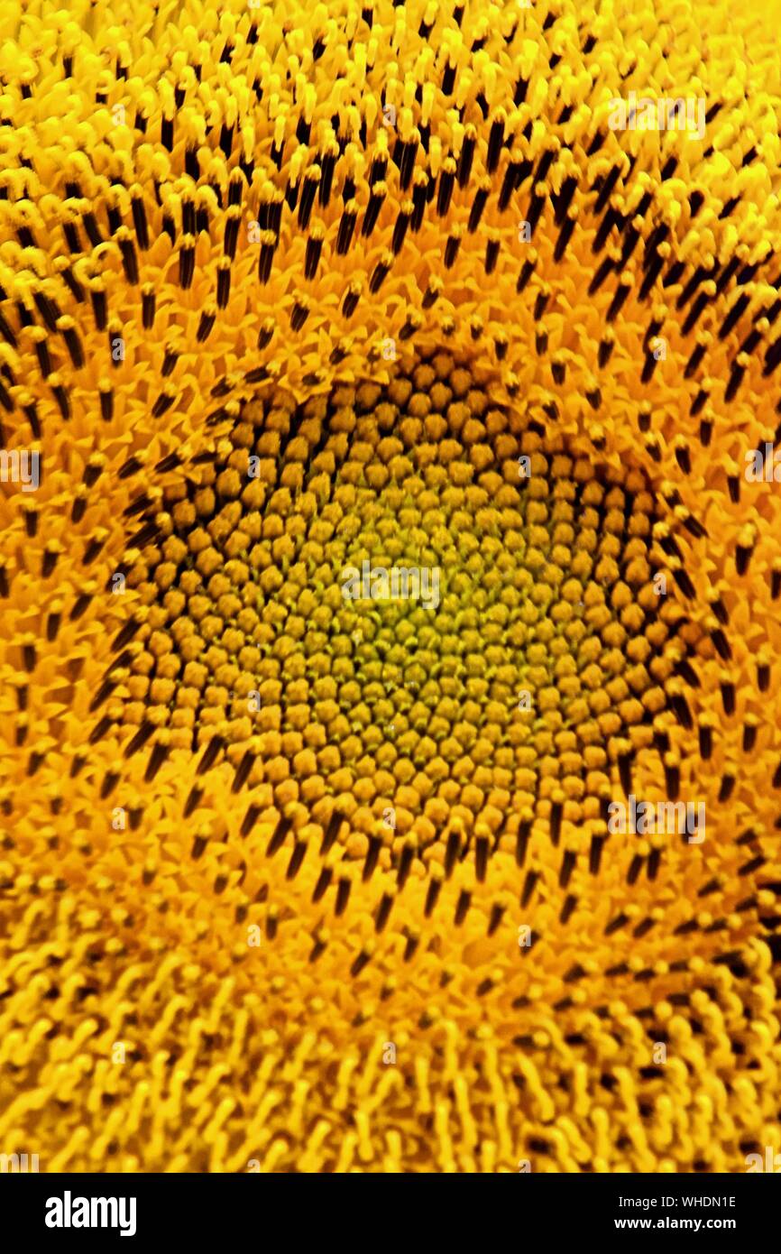 Pollen frame hi-res stock photography and images - Alamy