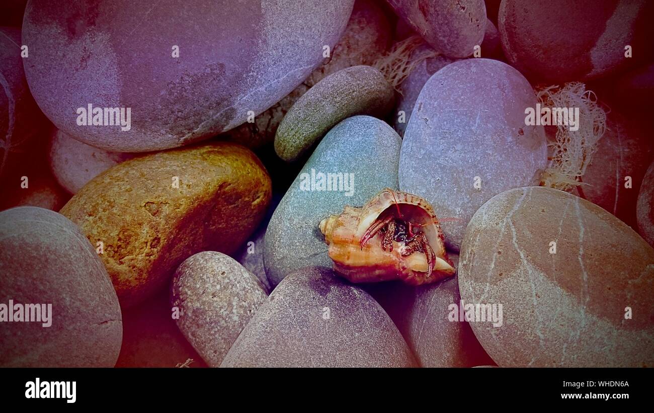 Crab in shell on pebbles hi-res stock photography and images - Alamy