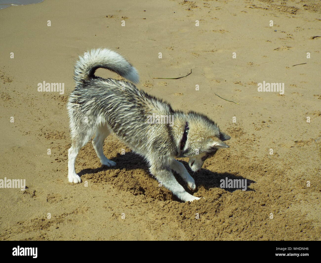Husky dog digging hi-res stock photography and images - Alamy