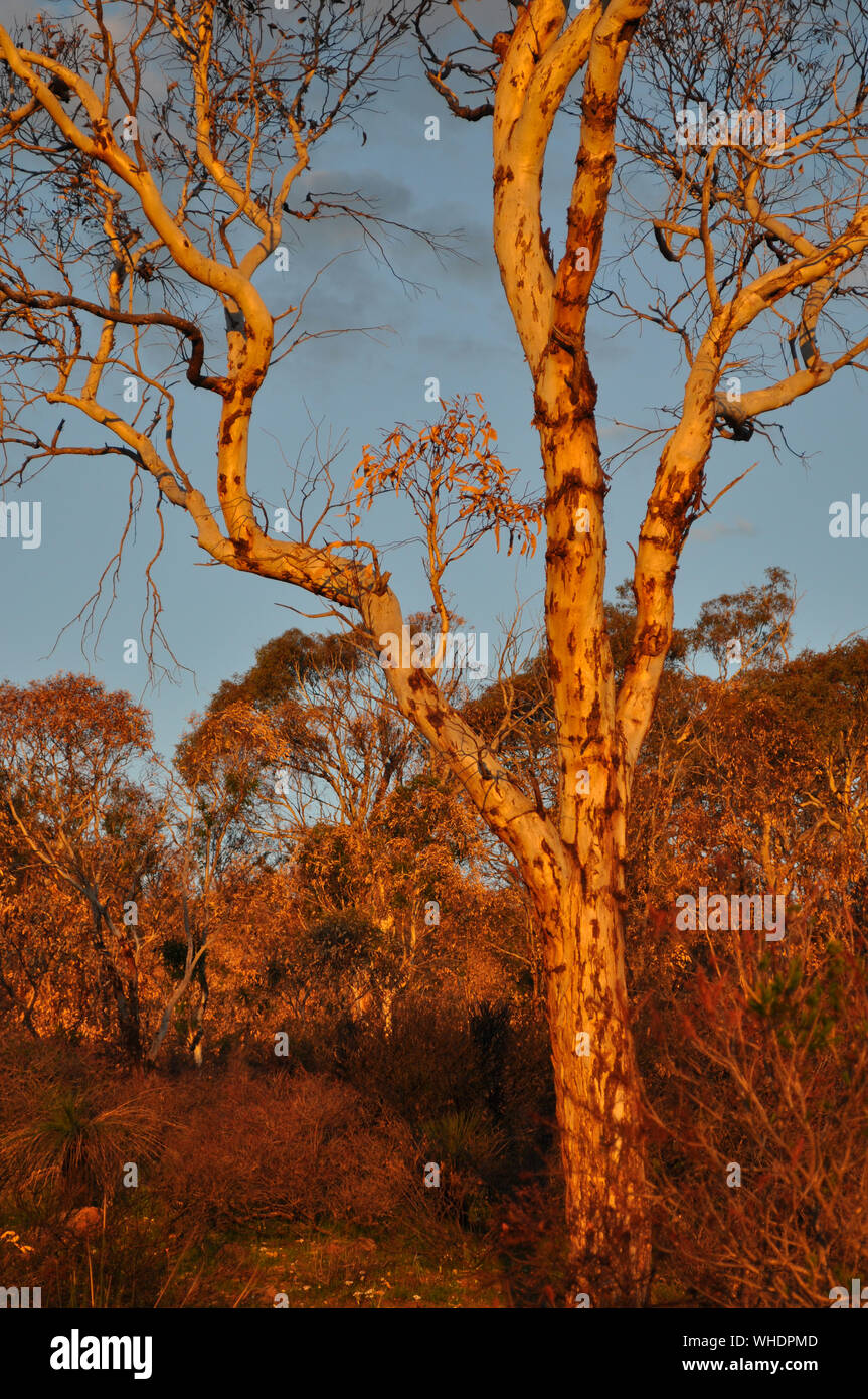 Eucalyptus trees and bushland in golden hour, on the Whistlepipe Gully ...