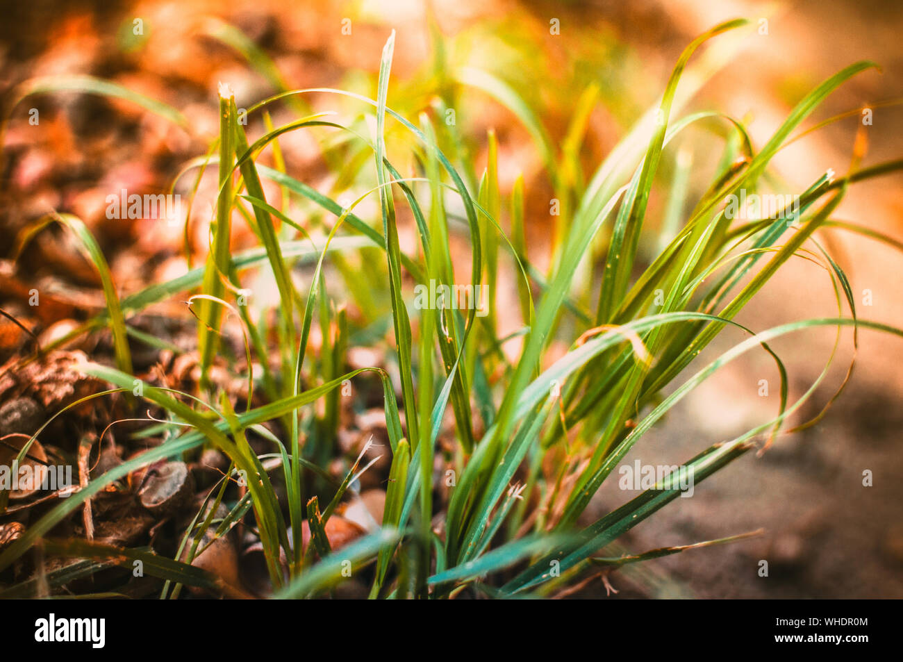 Green bush of grass hi-res stock photography and images - Alamy