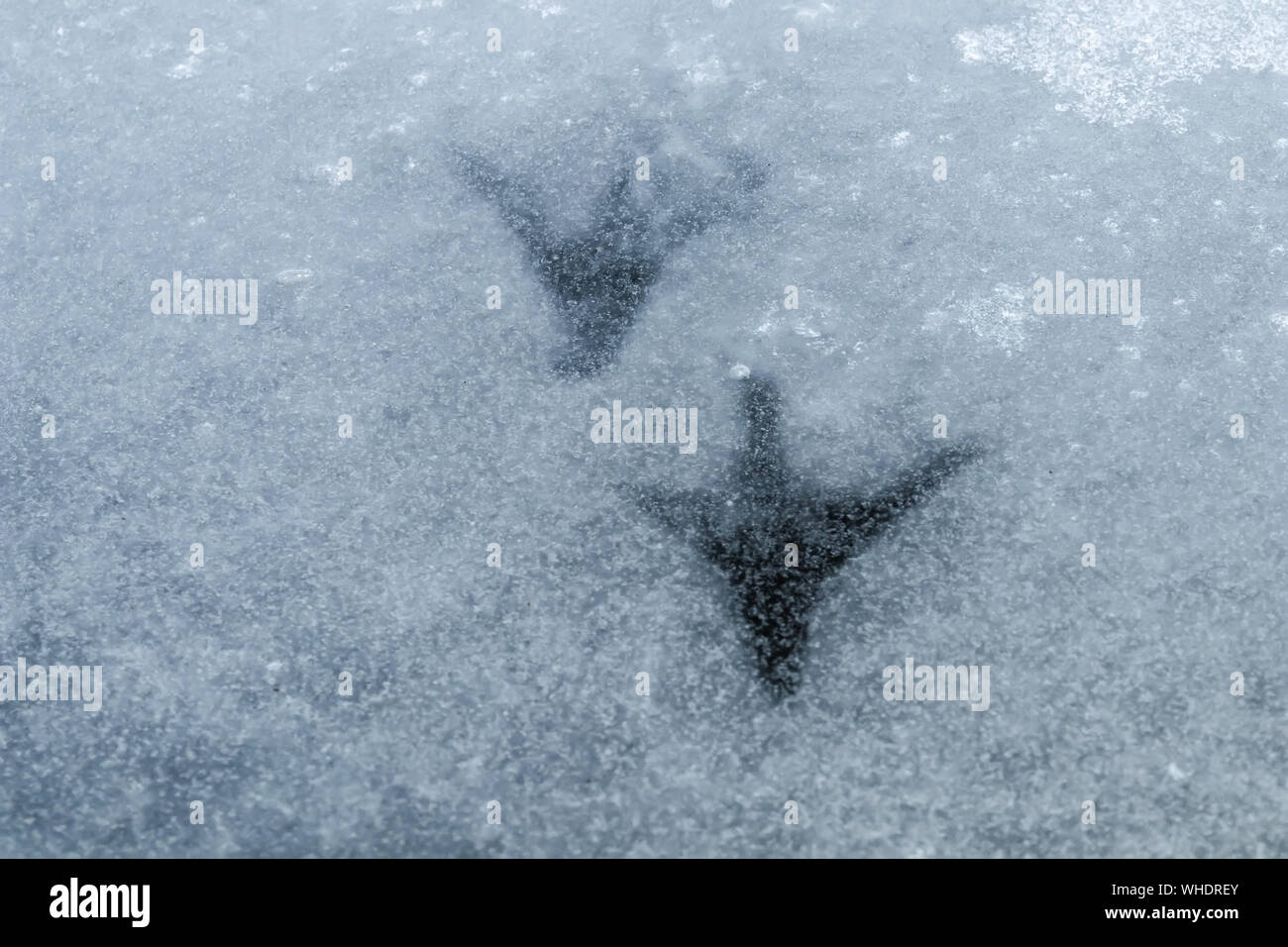 Swan footprints. Footprints in the frozen lake Stock Photo - Alamy