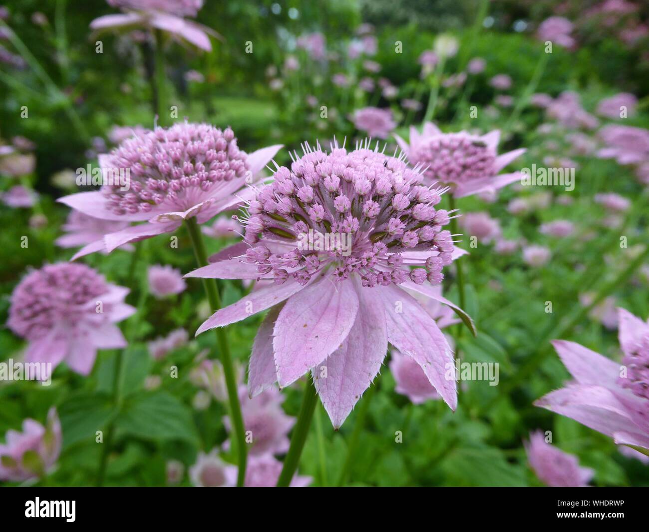 Astrantia leaves hi-res stock photography and images - Alamy