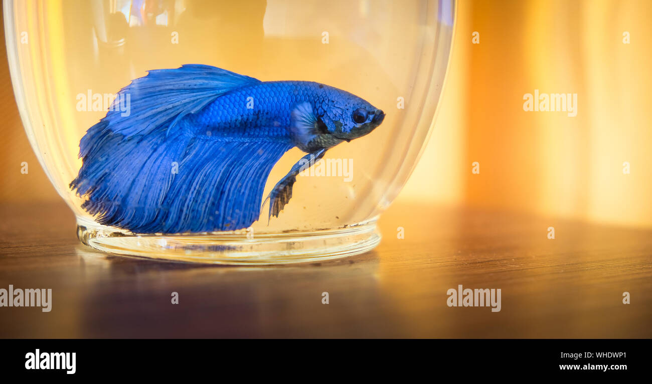 Fish fighting reflection hi-res stock photography and images - Alamy