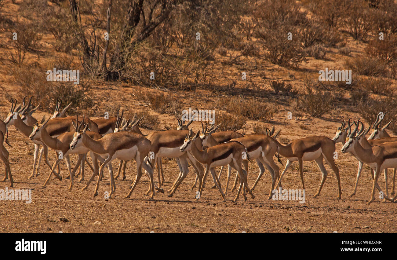 Herd of springbok on the move Stock Photo - Alamy