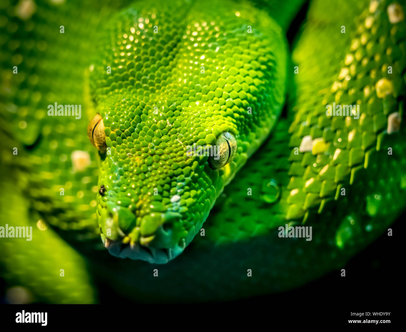 Curled on branch hi-res stock photography and images - Alamy