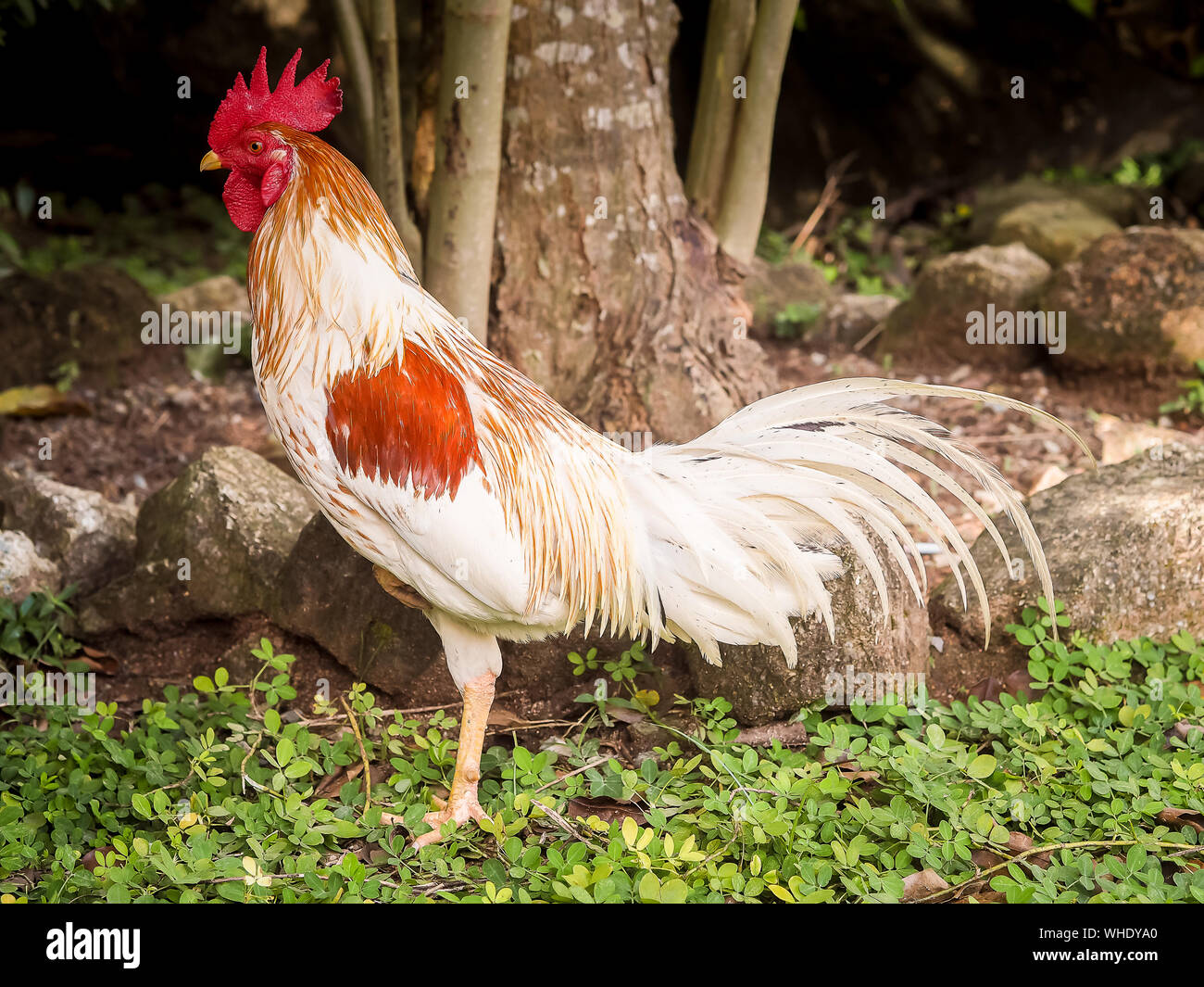 Chicken Standing On One Leg High Resolution Stock Photography and ...