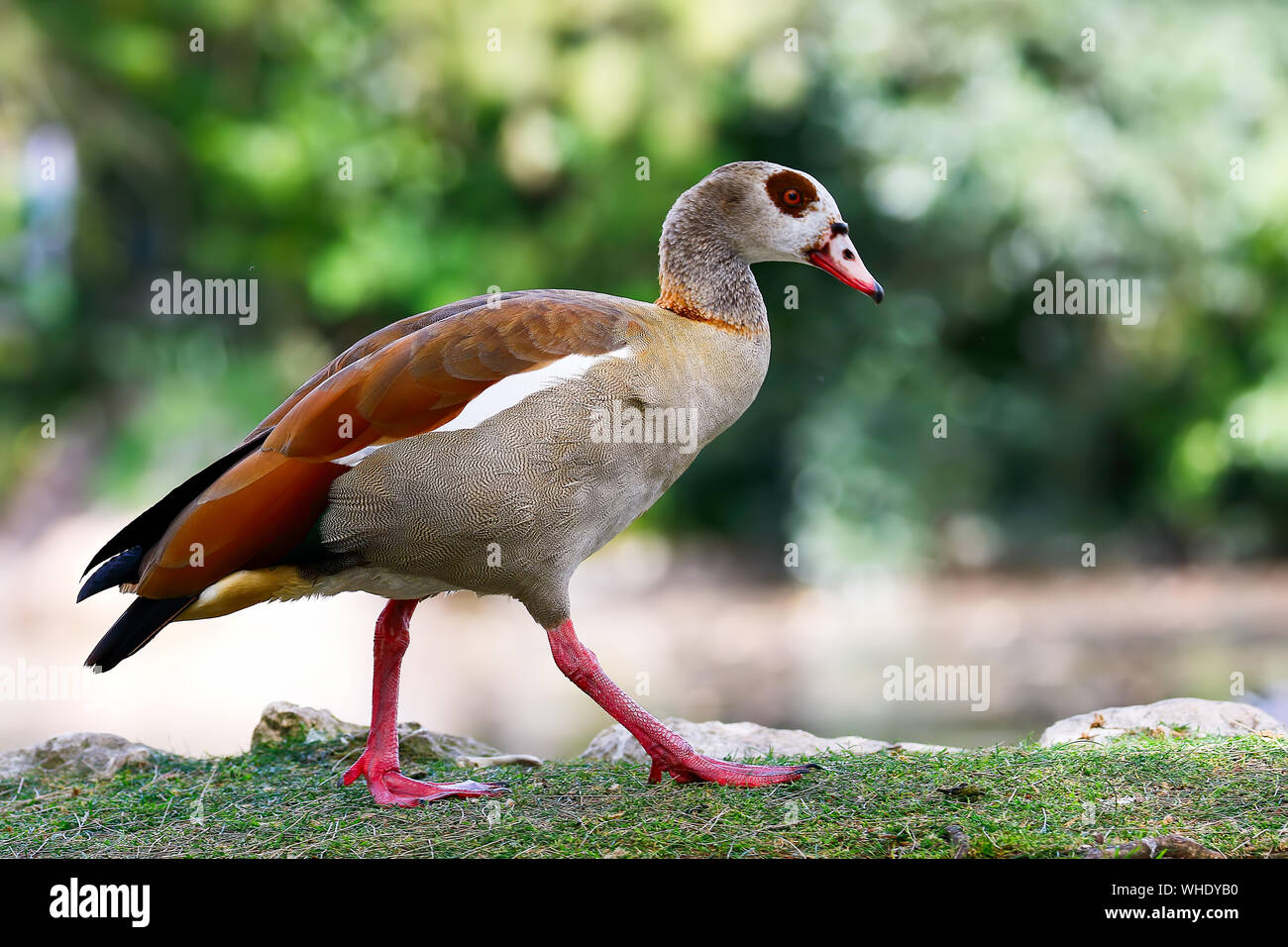 Duck Walking High Resolution Stock Photography and Images - Alamy